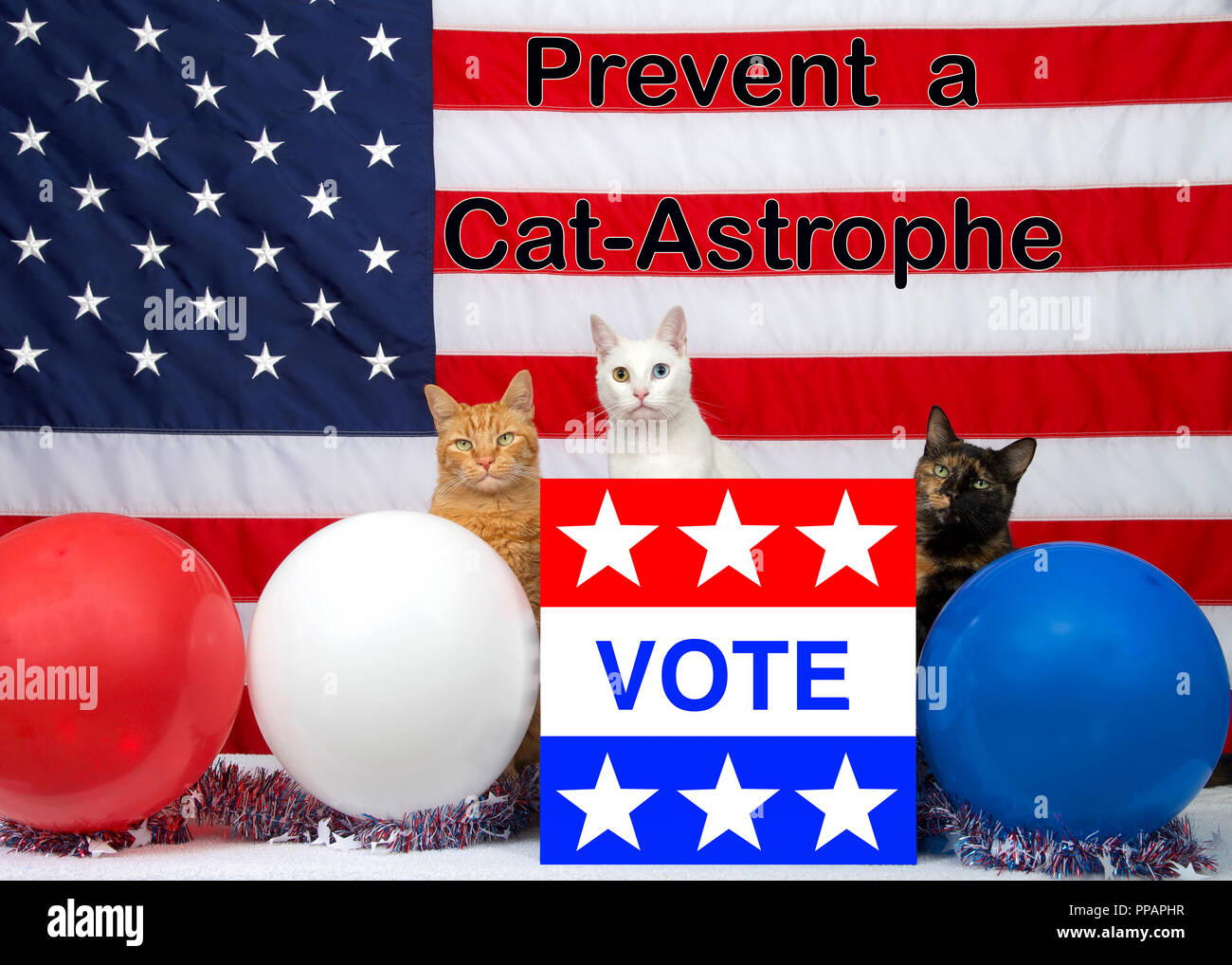 3 unique diverse cats sitting behind an election ballot box with VOTE ...