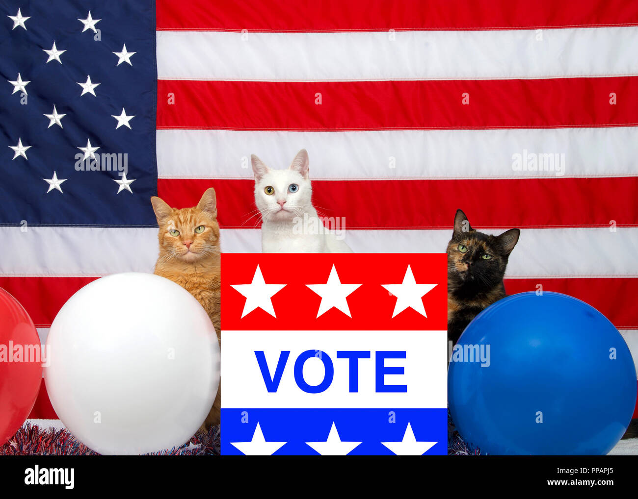 Blue torbie hi-res stock photography and images - Alamy