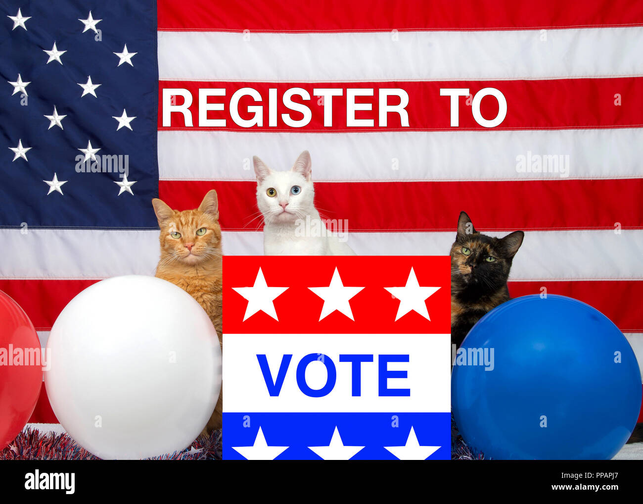 3 unique diverse cats sitting behind an election ballot box with VOTE ...