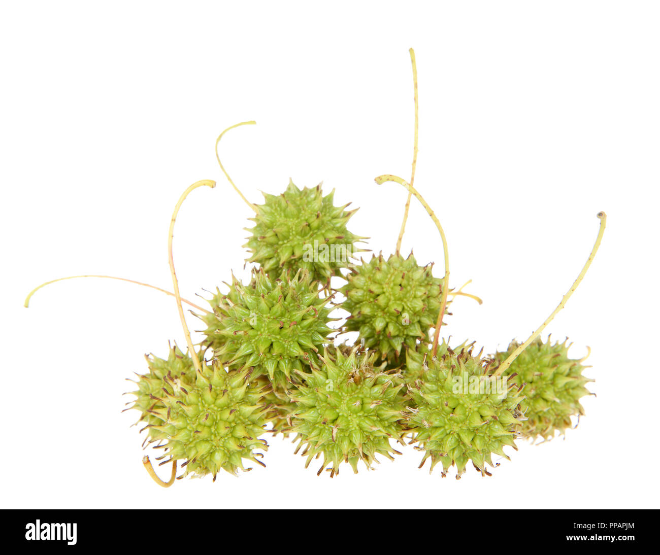 Gum Tree Seed Pods Our Master Gardener Shows Clever Ways To Use