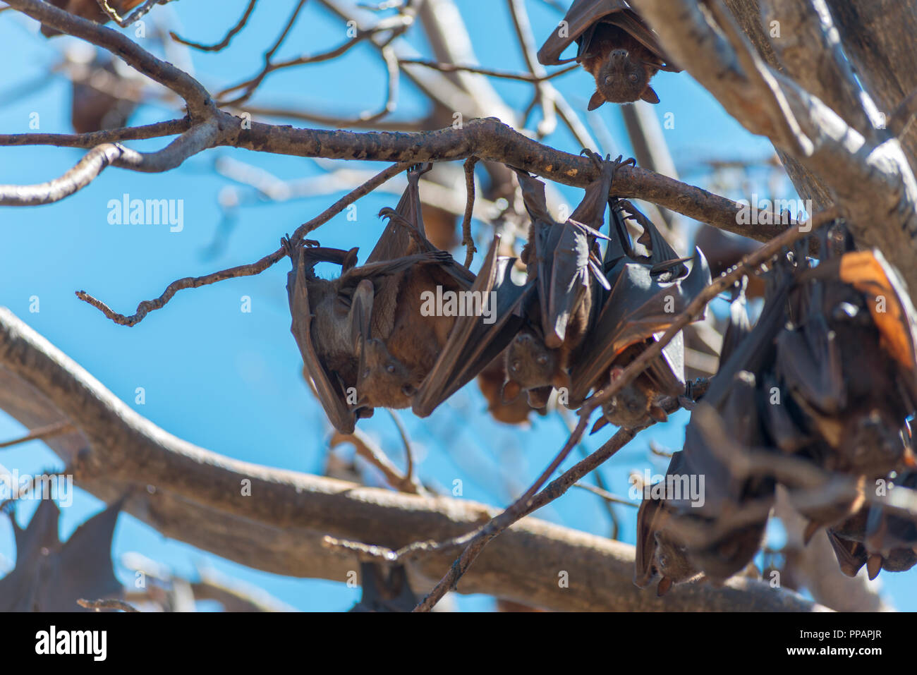 Mega bat, Megachiroptera, Megachiroptera Pteropodidae, fruit bats ...