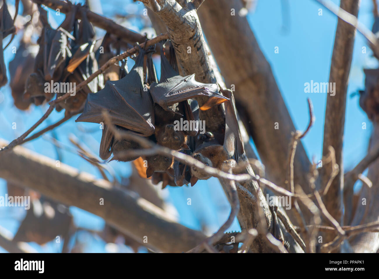 Mega bat, Megachiroptera, Megachiroptera Pteropodidae, fruit bats ...