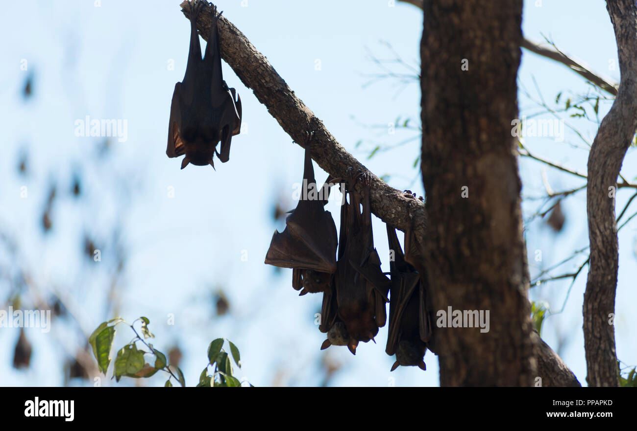 Mega bat, Megachiroptera, Megachiroptera Pteropodidae, fruit bats ...