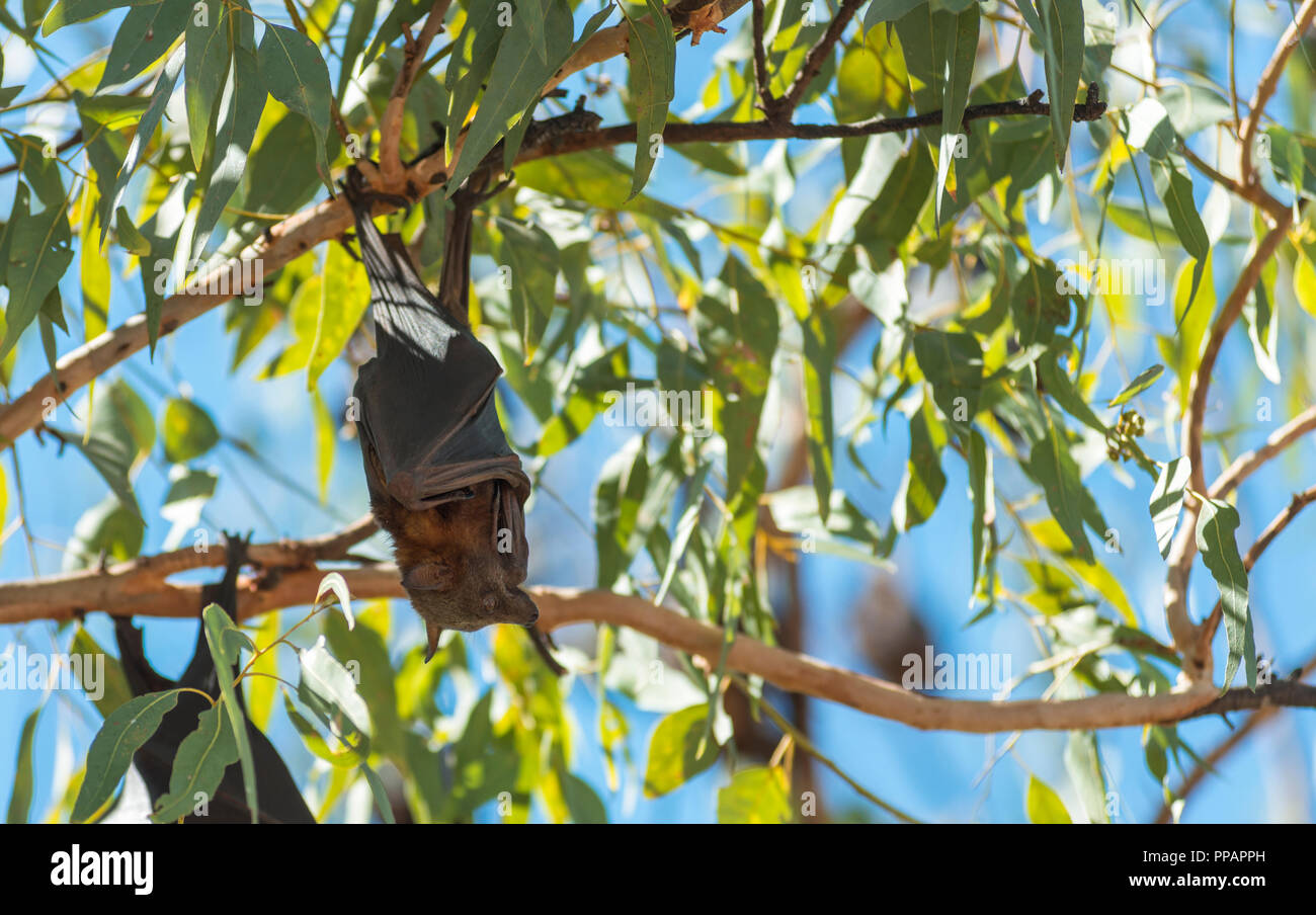 Mega bat, Megachiroptera, Megachiroptera Pteropodidae, fruit bats ...