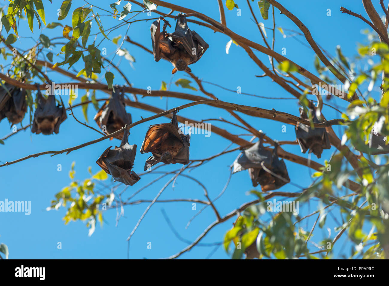 Mega bat, Megachiroptera, Megachiroptera Pteropodidae, fruit bats ...