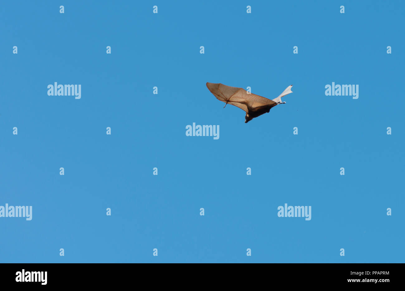 Mega bat, Megachiroptera, Megachiroptera Pteropodidae, fruit bats ...