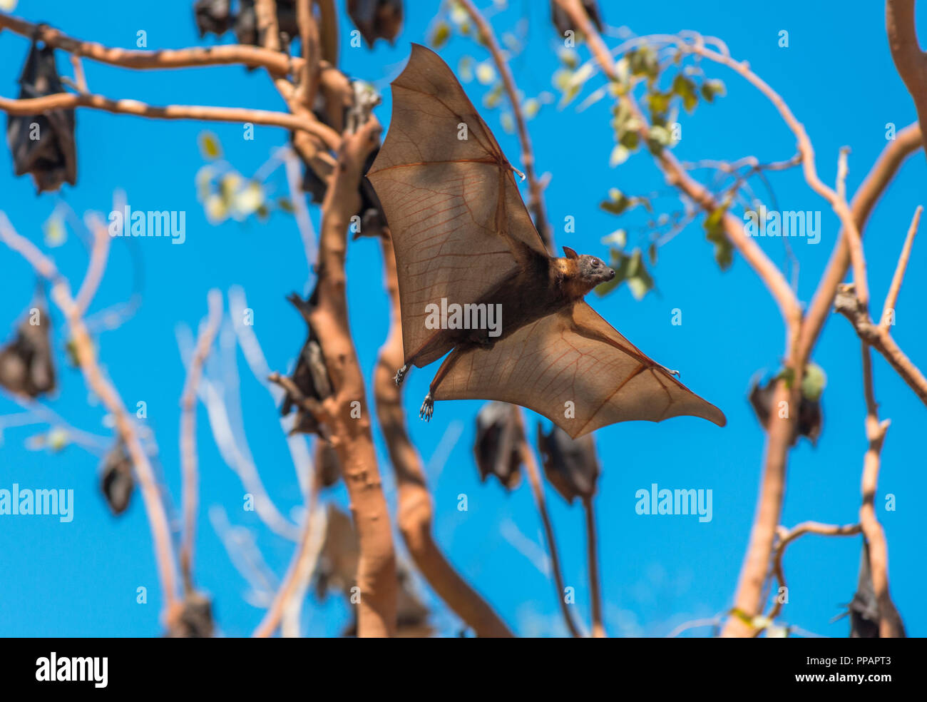 Mega bat, Megachiroptera, Megachiroptera Pteropodidae, fruit bats ...