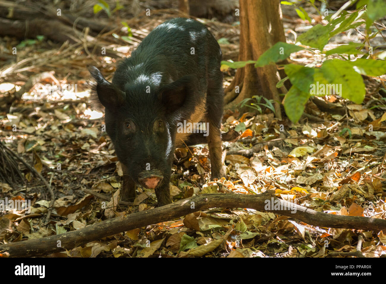 Feral piglet hi-res stock photography and images - Alamy