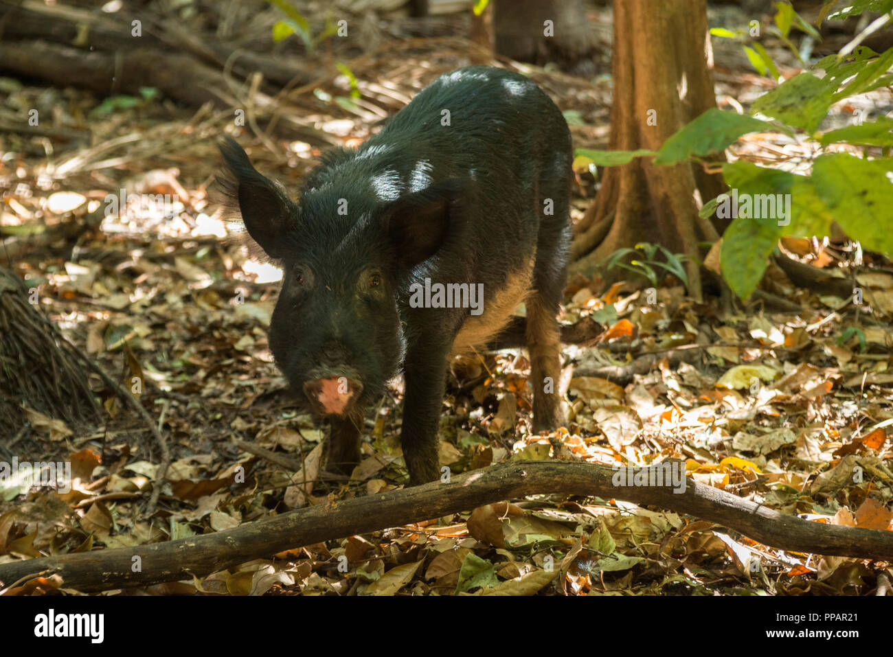 Feral pig australia hi-res stock photography and images - Alamy