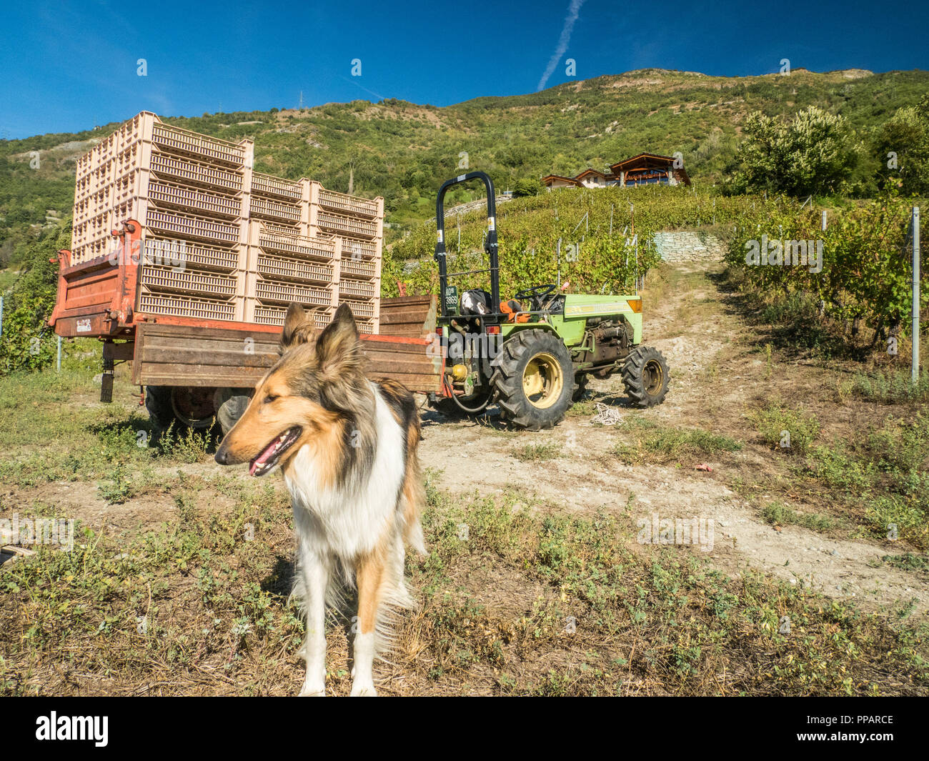 Long eared Shetland Sheepdog Farm dog during harvest time at Les ...