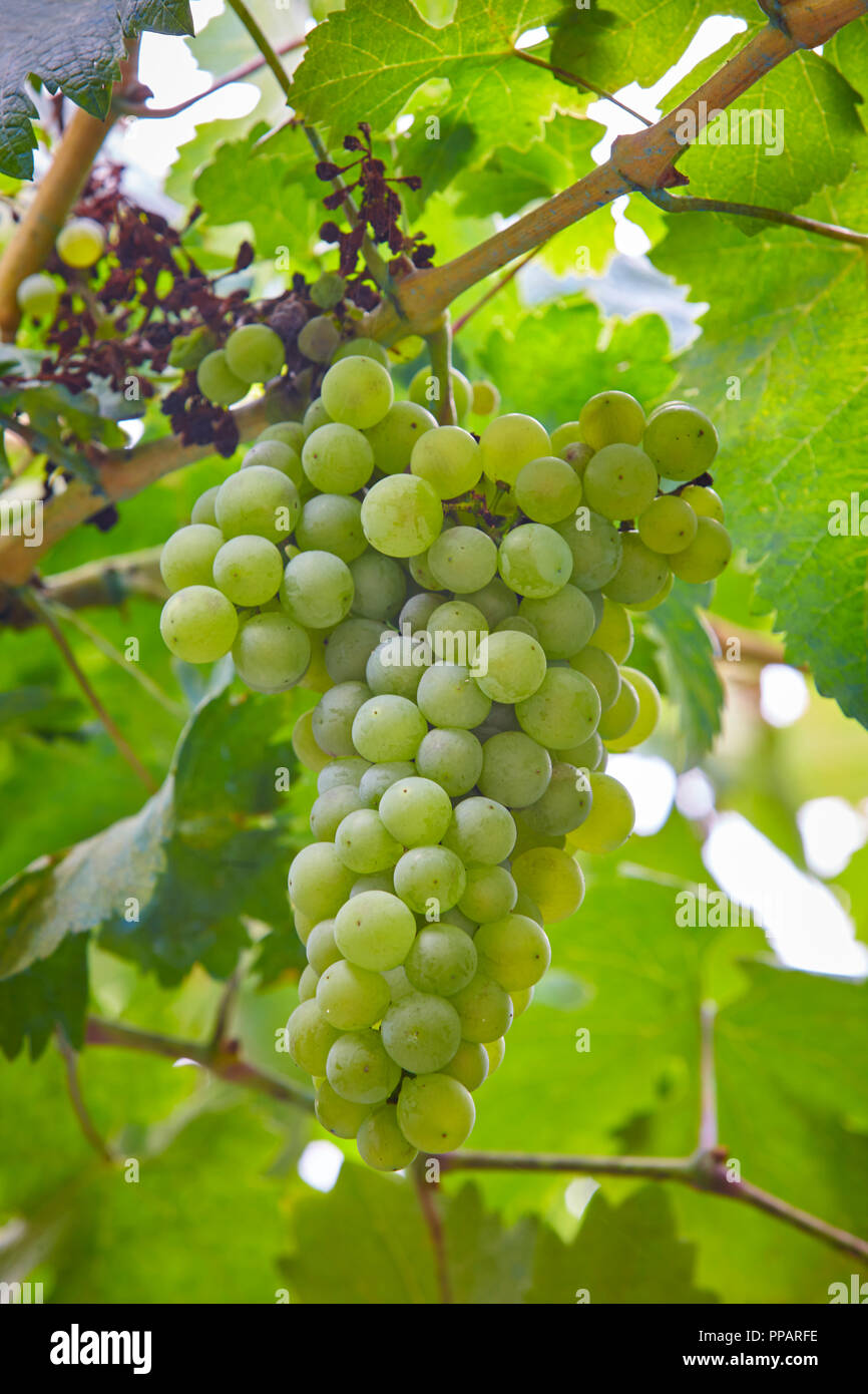 Bunch of grapes with green leaves background. Harvest time. Vertical ...