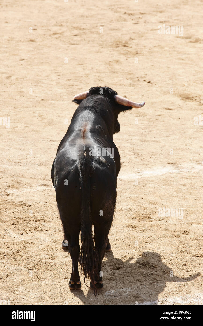 Fighting bull in the arena. Bullring. Toro bravo. Spain. Horizontal ...