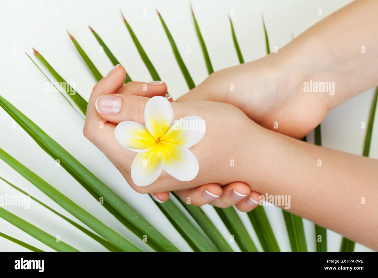 Spa manicure. Beautiful female hands with flowers and green leaves ...