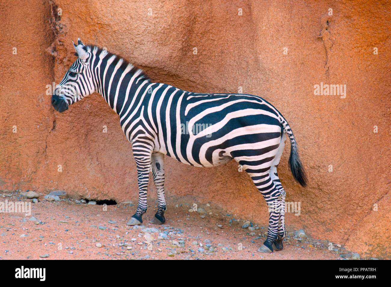 Goofy Zebra