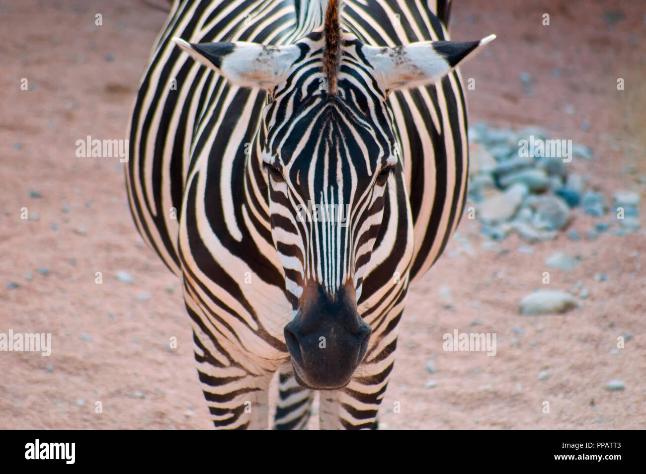Posing zebra hi-res stock photography and images - Alamy