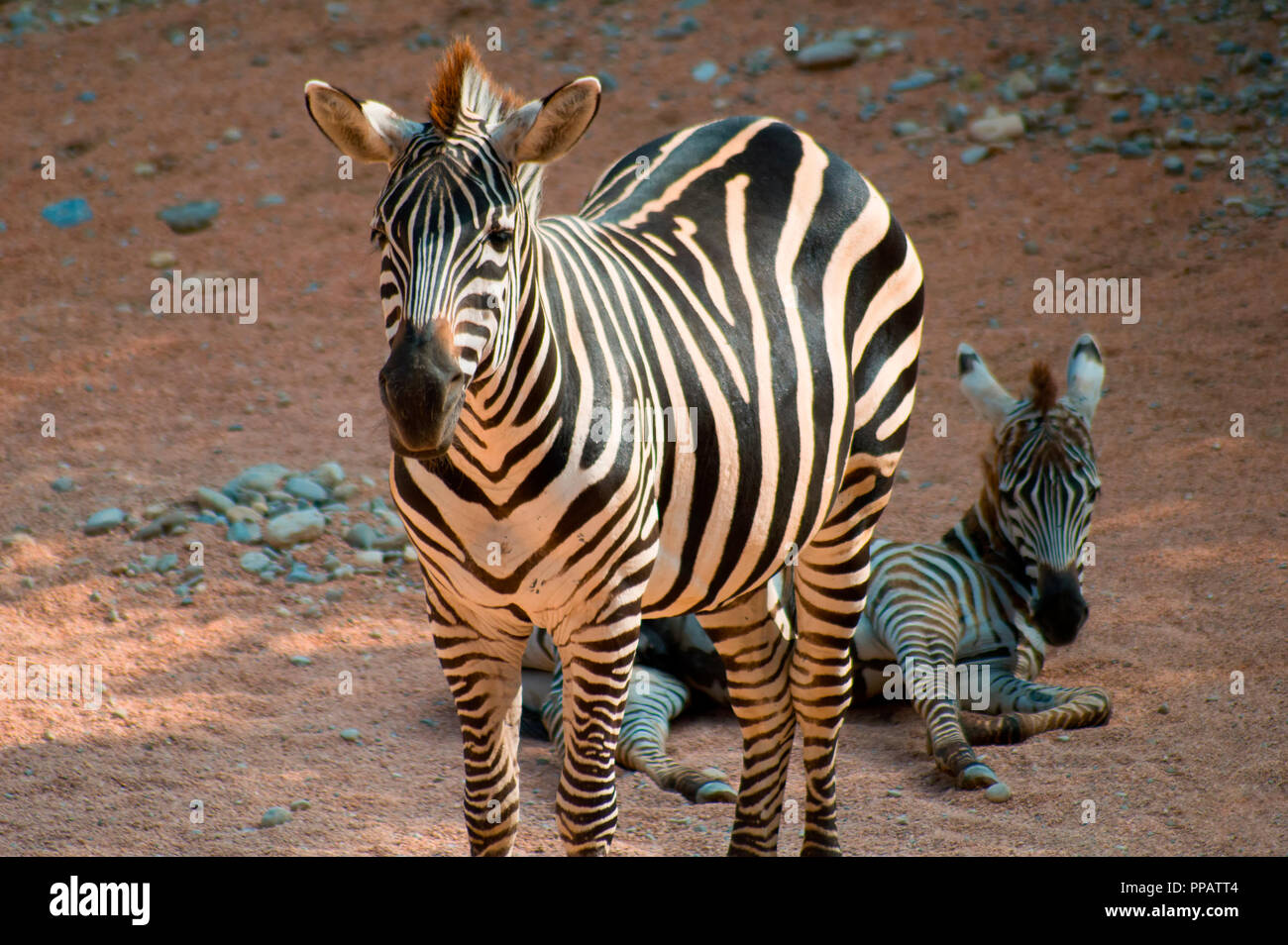 zebra posing on desert background Stock Photo - Alamy