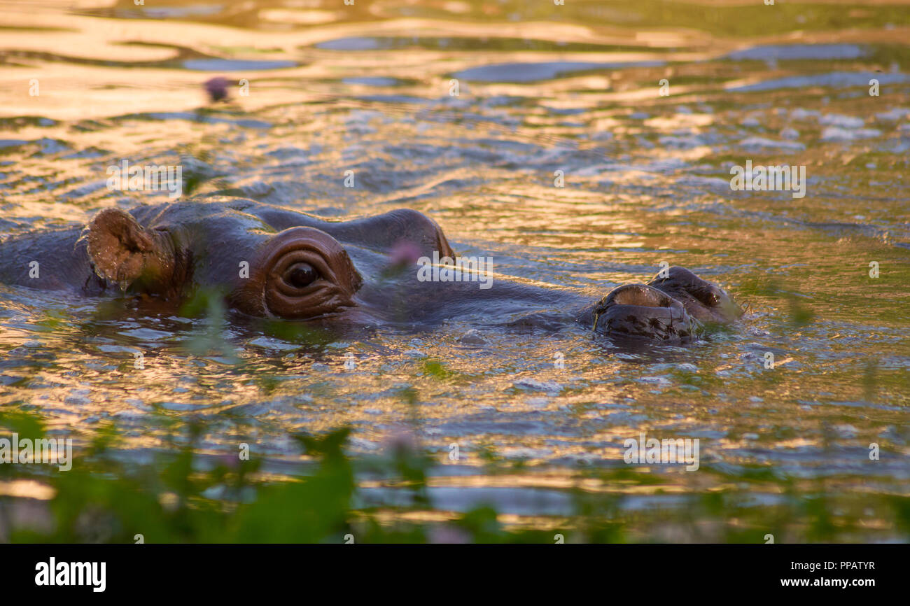 Head immersed in water hi-res stock photography and images - Alamy