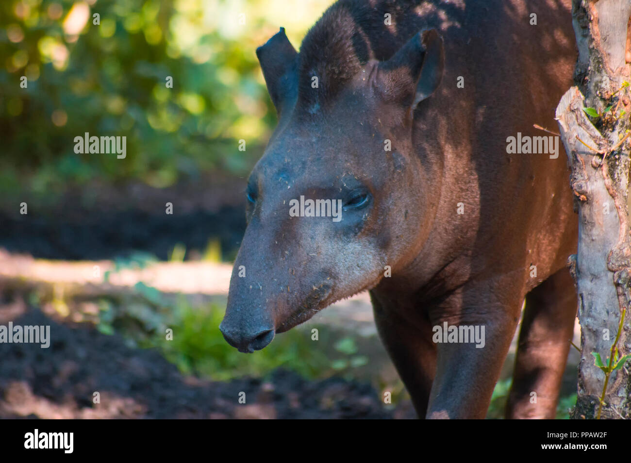 Tapir ecuador hi-res stock photography and images - Alamy