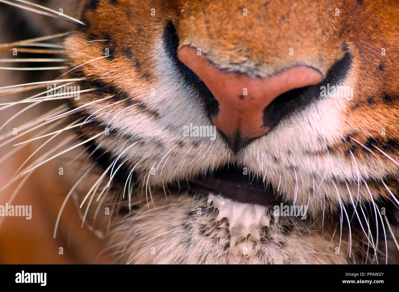 tiger posing behind a glass Stock Photo - Alamy