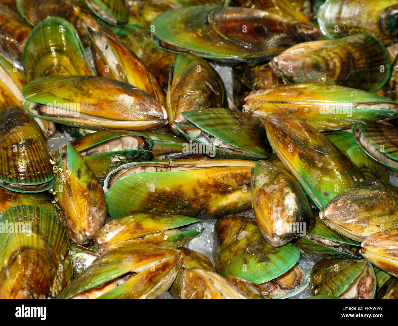 Clams hi-res stock photography and images - Alamy