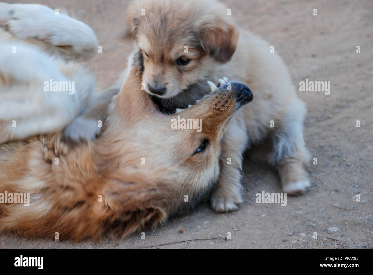 dog playfully biting with its puppy dog playfully biting with its puppy ...