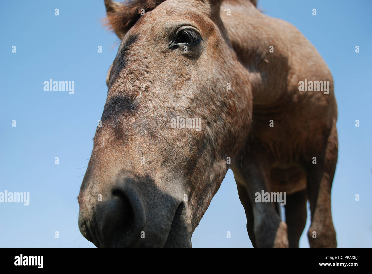 Horses face hi-res stock photography and images - Alamy