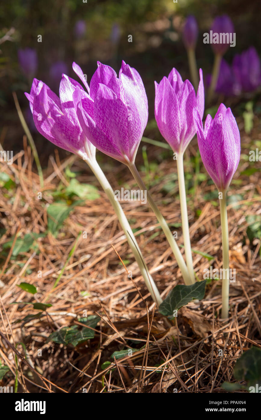 Crocus flowers on the forest floor at Turkey Stock Photo - Alamy