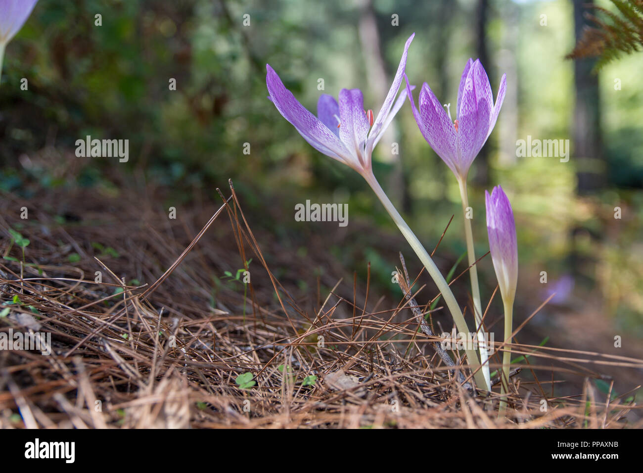 Crocus turkey hi-res stock photography and images - Alamy