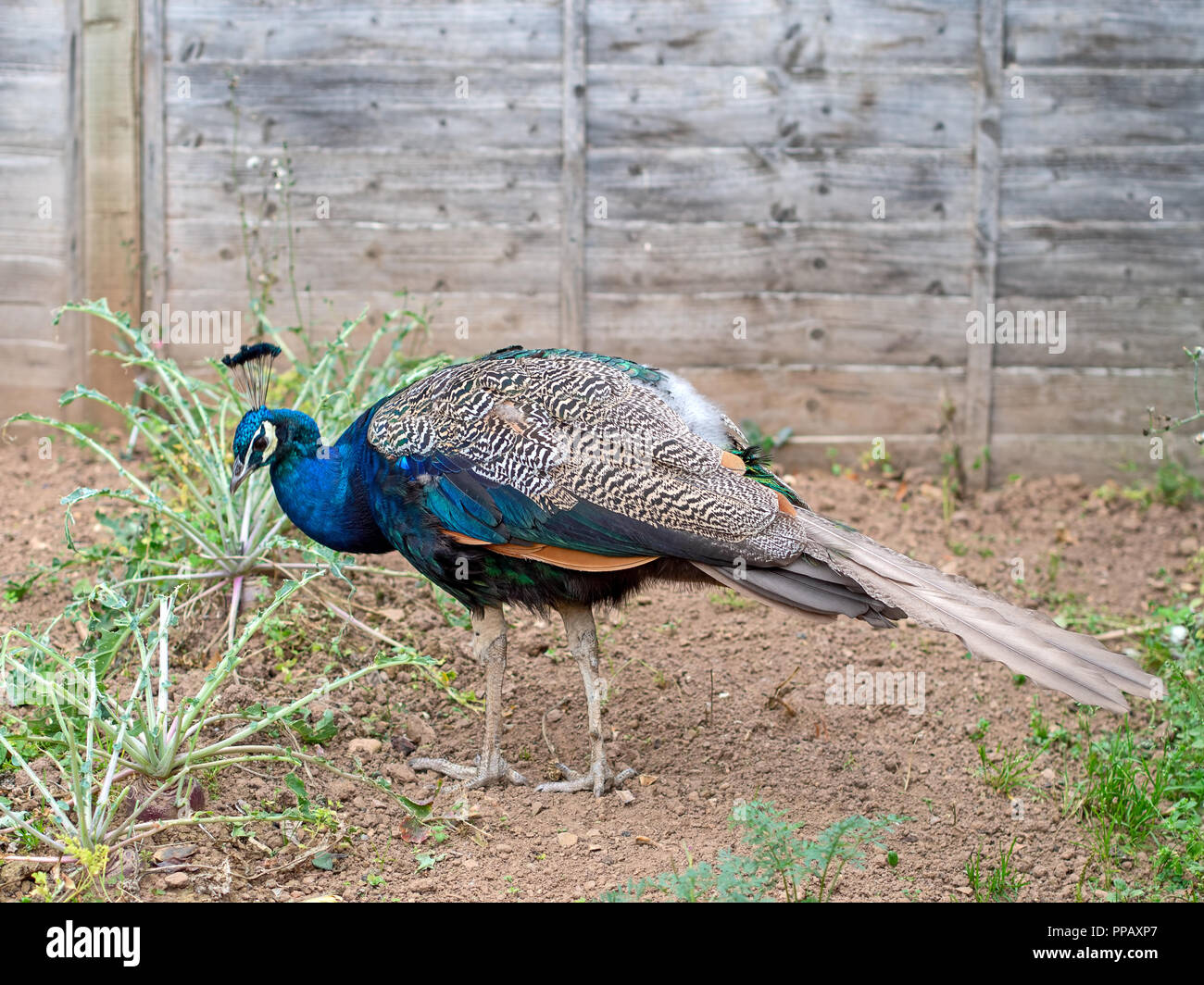 Young feral urban peacock decimating vegetable crop in domestic garden ...