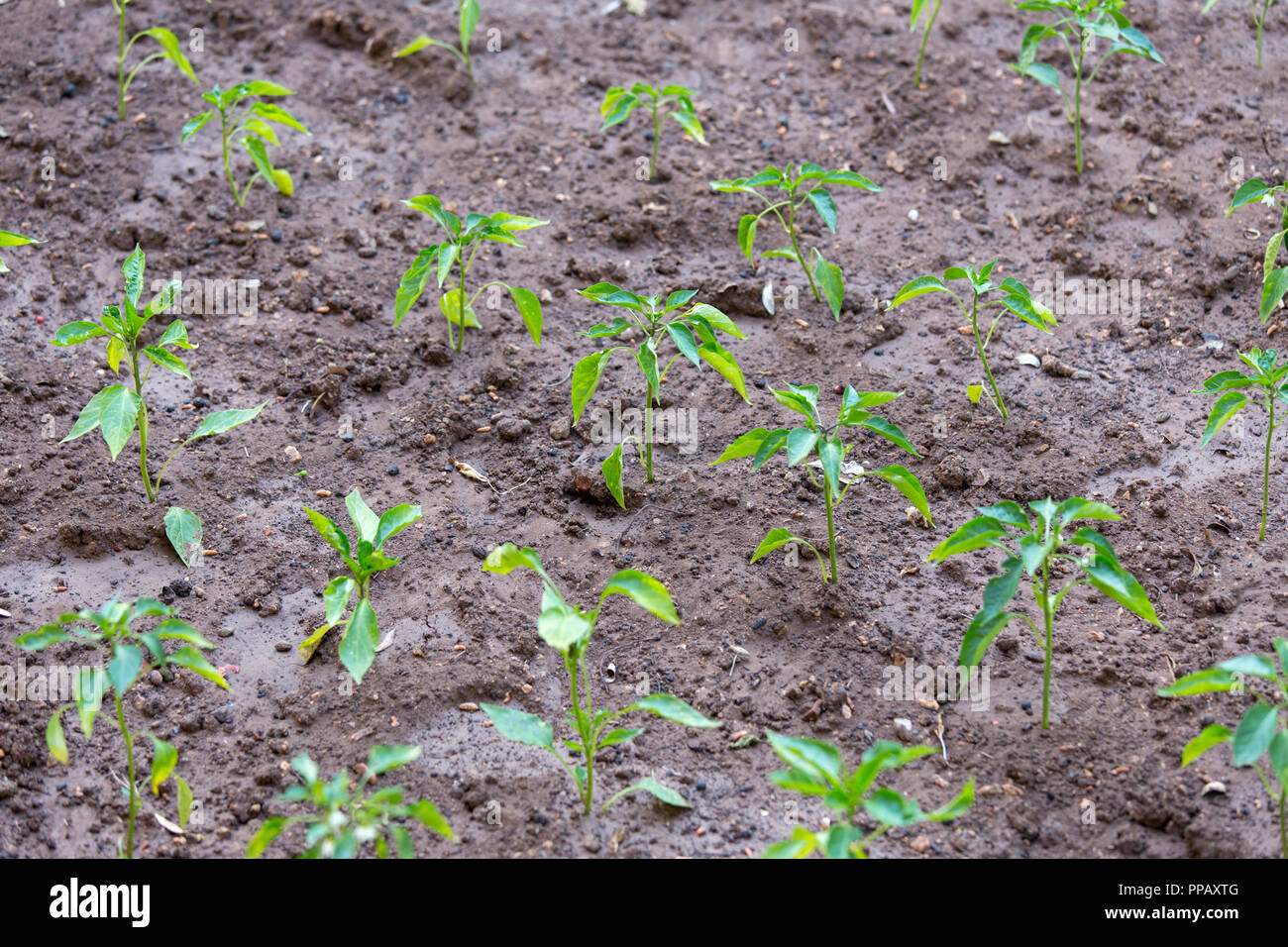 Pepper field hi-res stock photography and images - Alamy