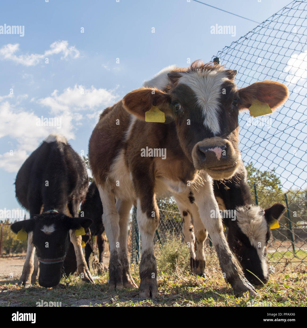 Cow face looking Stock Photo - Alamy