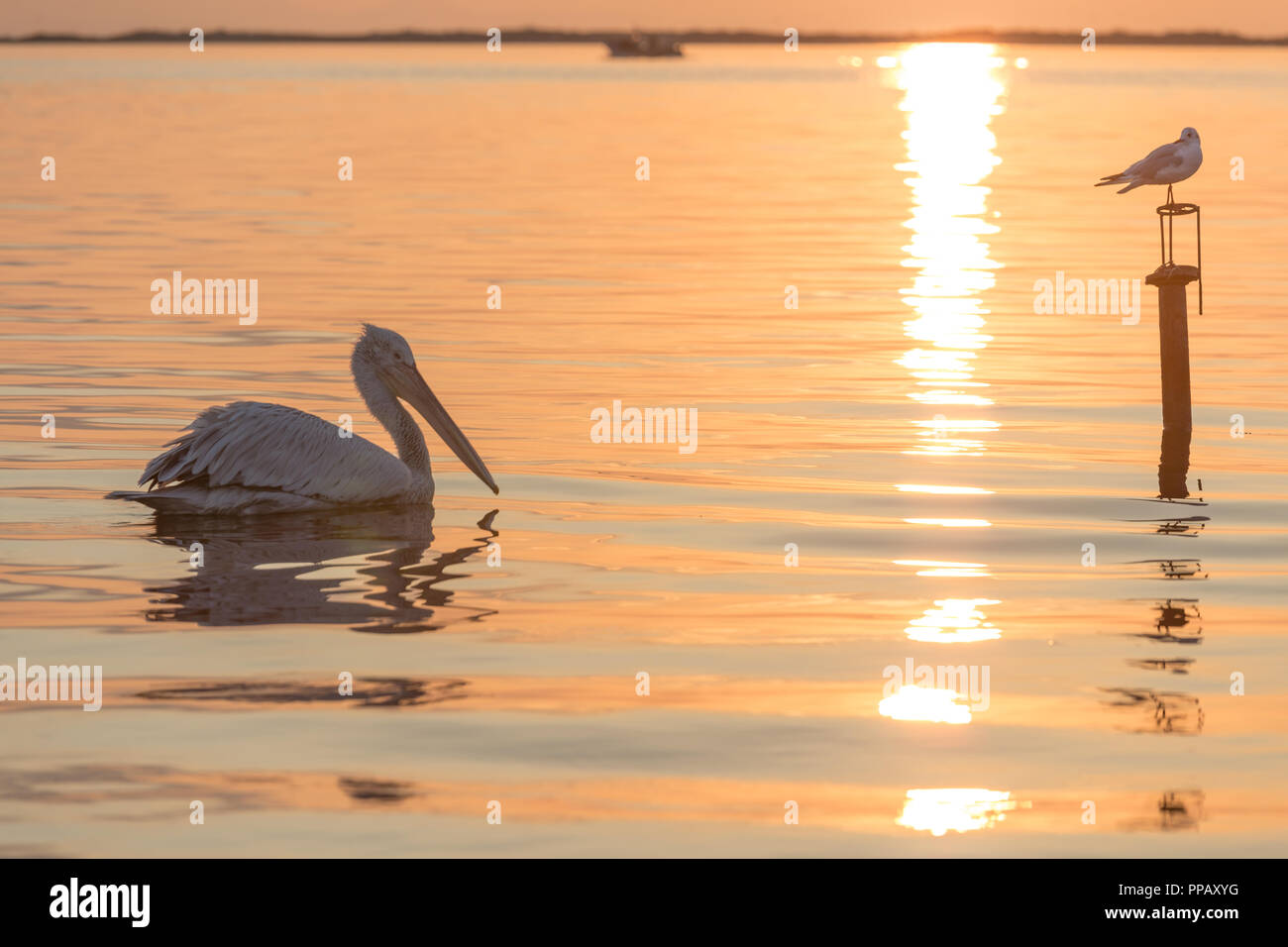 Pelican at sunset Stock Photo - Alamy