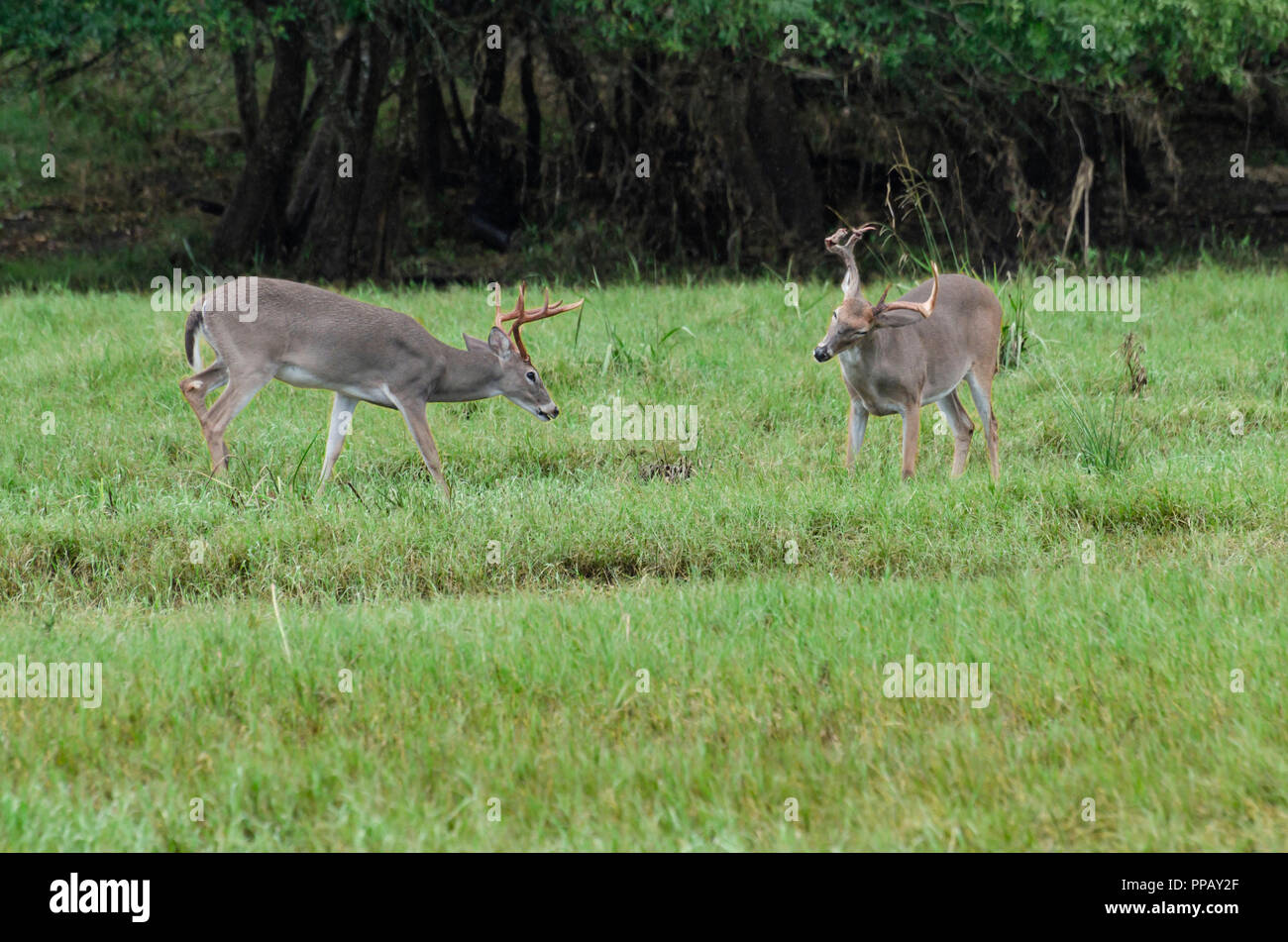 two bucks in field Stock Photo - Alamy