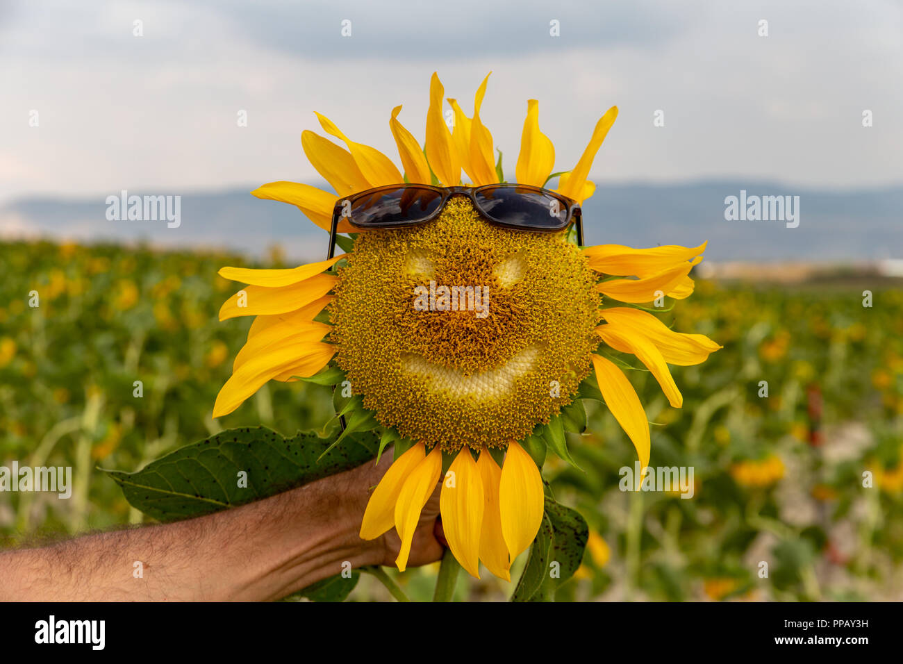 Hand holding yellow sunflower on hi-res stock photography and images ...