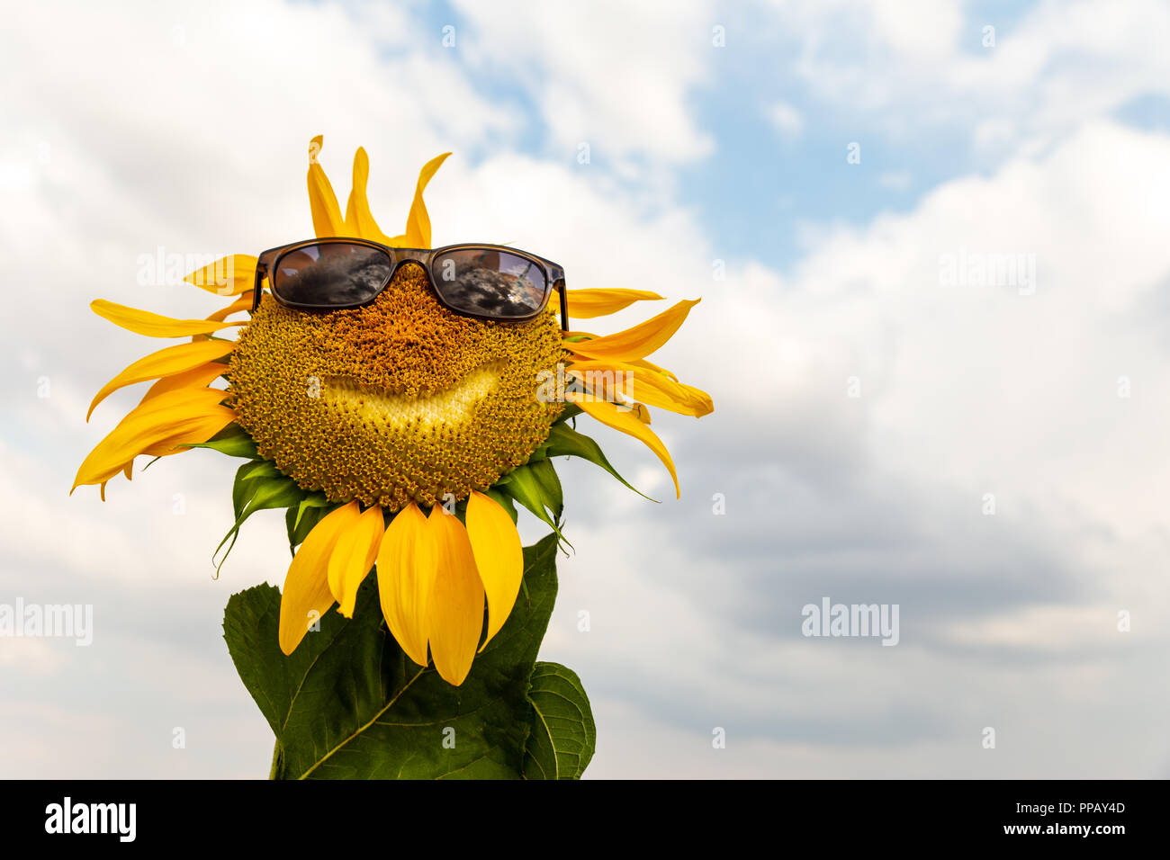 Funny sunflower with sunglasses hi-res stock photography and images - Alamy
