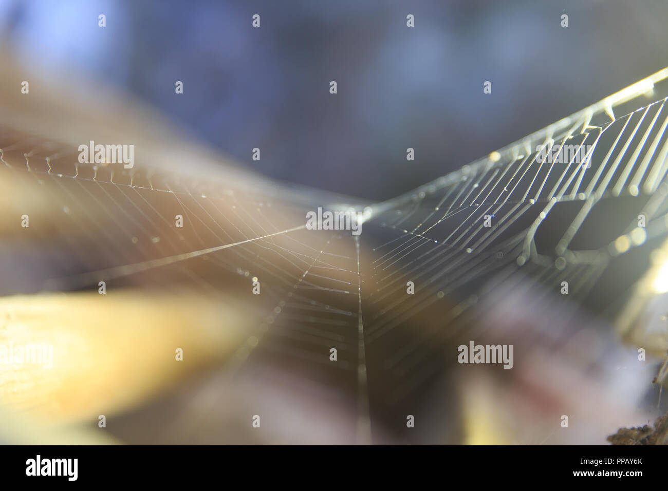 Spider web trap hi-res stock photography and images - Alamy