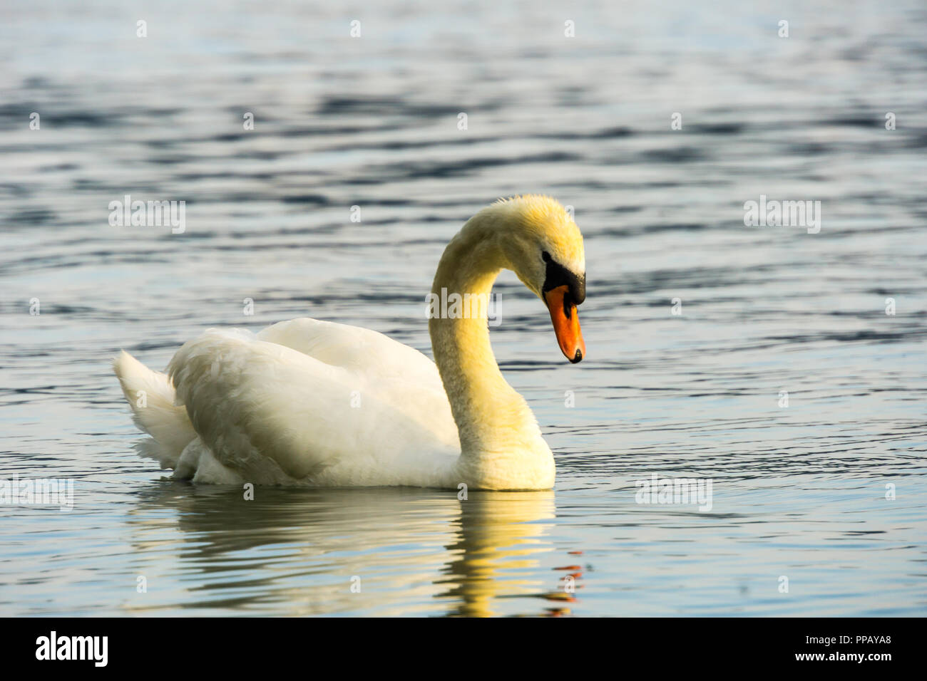 Side view of beautiful swan on silent water Stock Photo - Alamy