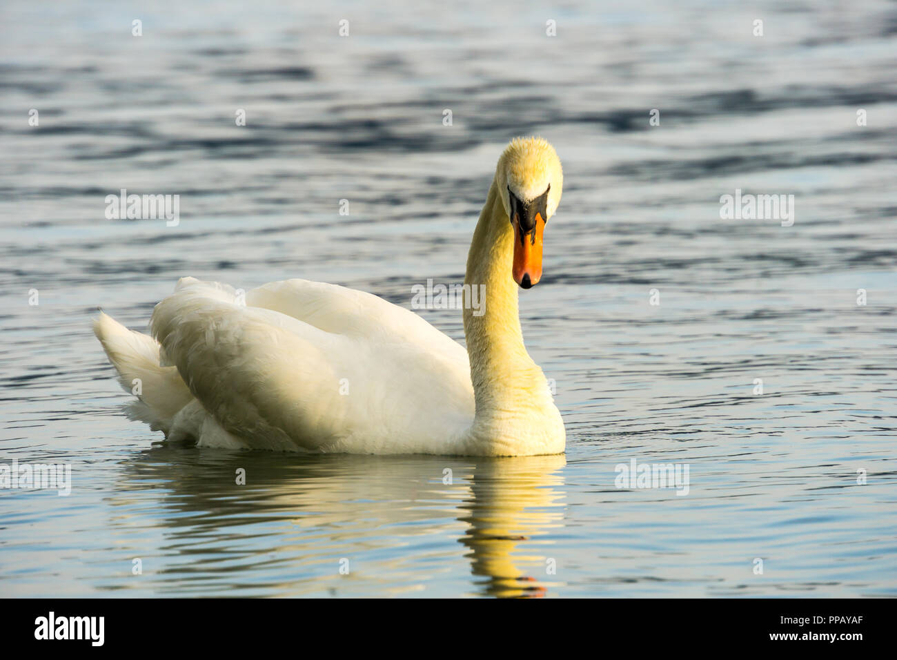 White swan looking Stock Photo - Alamy