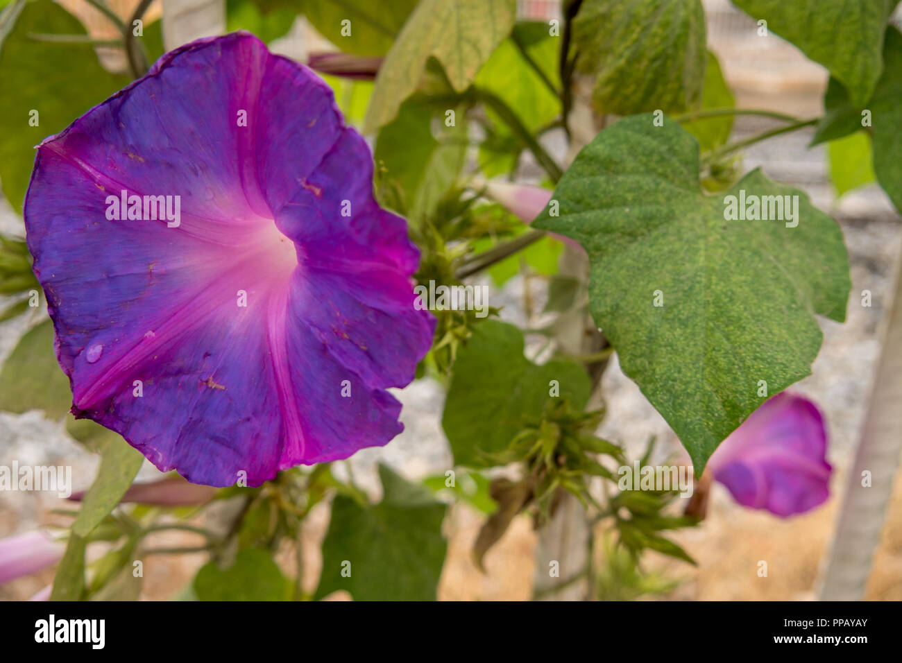 Purple "Common Morning Glory" flower or Tall Morning Glory. Latin name ...