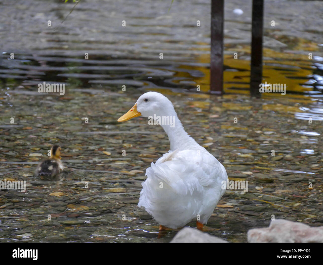 Beautiful white duck walk hi-res stock photography and images - Alamy