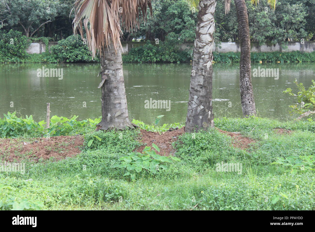 Tree and Pond Stock Photo - Alamy