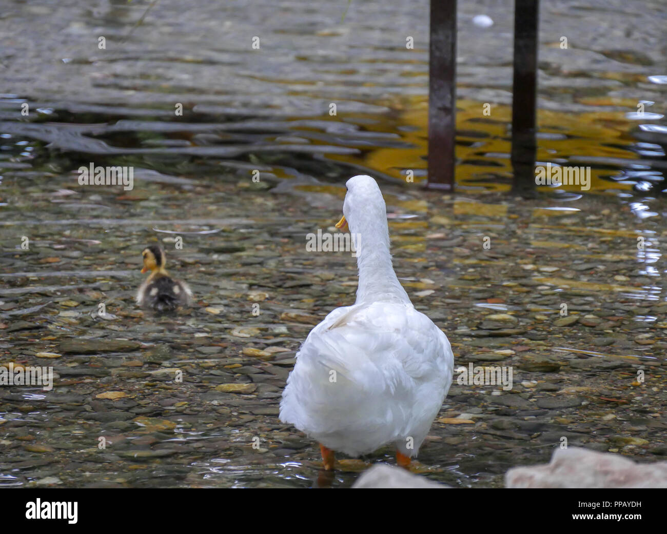 Beautiful white duck walk hi-res stock photography and images - Alamy