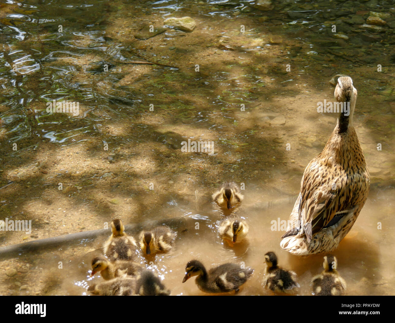 Duck and group of ducklings, group of ducklings following her mother ...