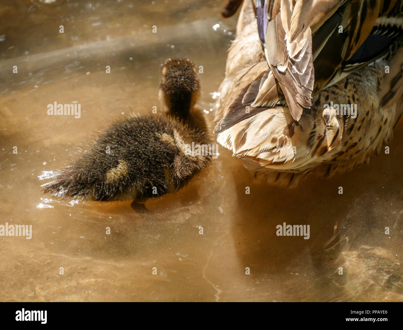Duck and duckling, duckling following her mother Stock Photo - Alamy