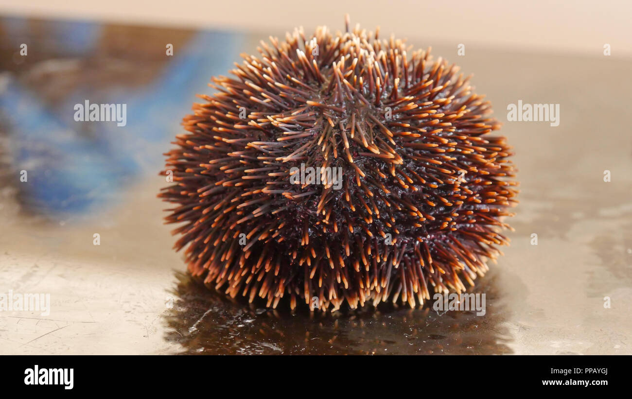 Sea urchin bed hi-res stock photography and images - Alamy