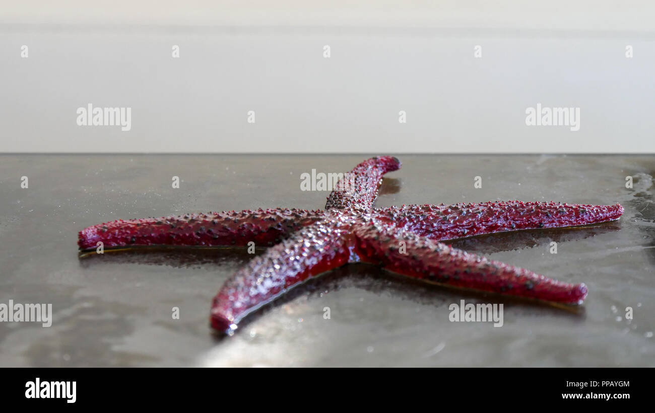 Red color Common Starfish or Common Sea Star on the table Stock Photo ...