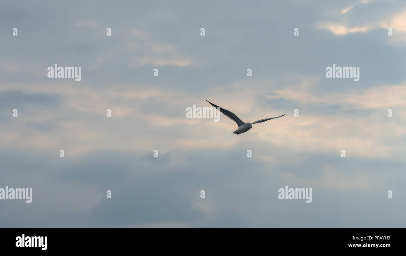 Wings spread floating hi-res stock photography and images - Alamy