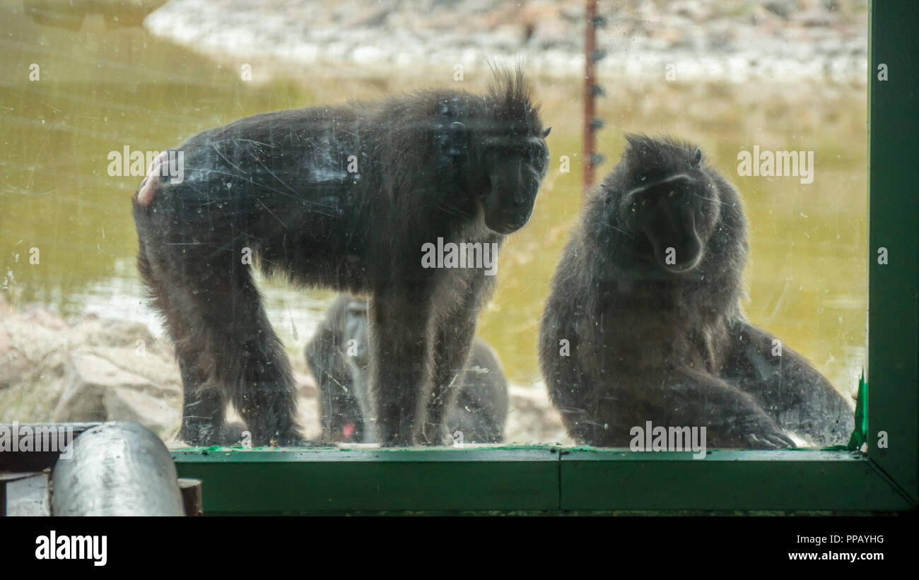 Two Baboons behind of glass in the zoo for safety Stock Photo - Alamy