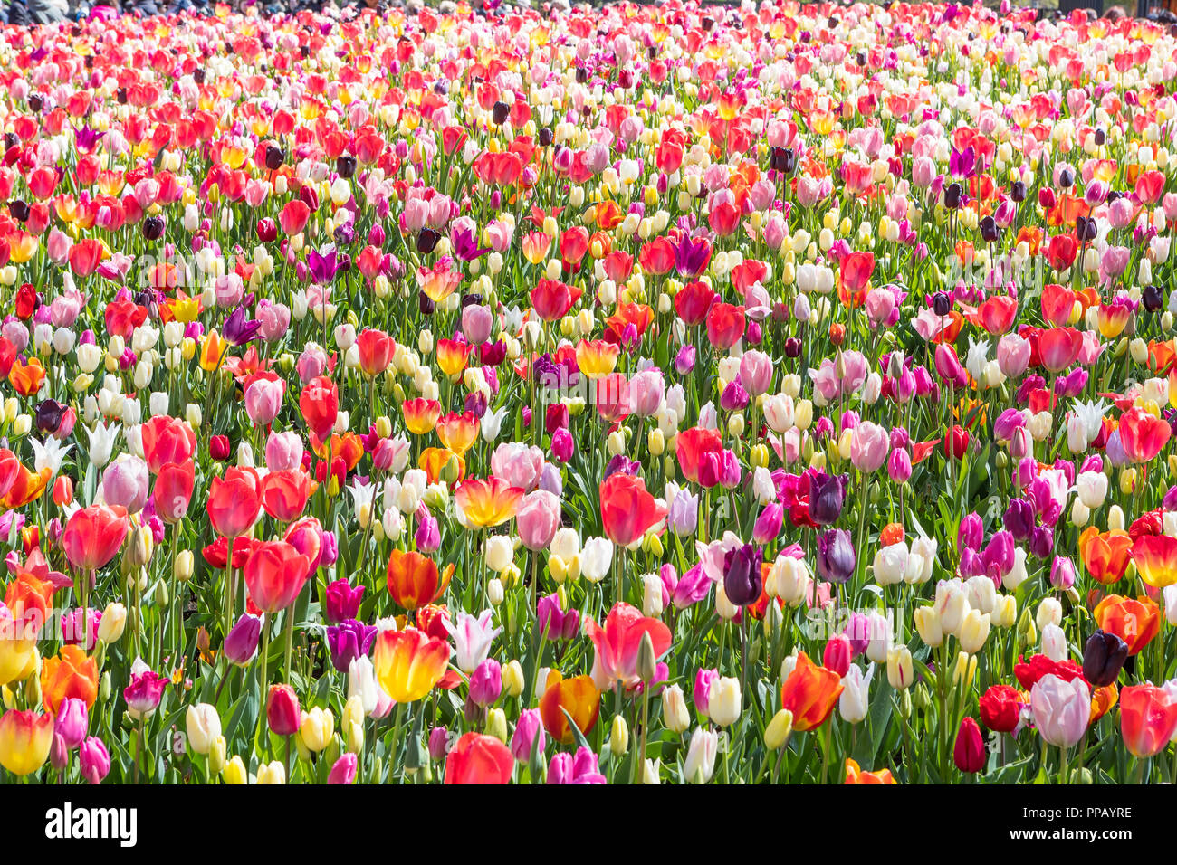 Mixed color tulip hi-res stock photography and images - Alamy