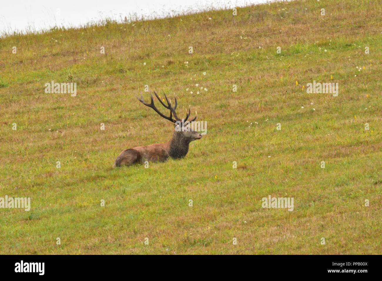 Stag walking on meadow in deer rut season Stock Photo - Alamy